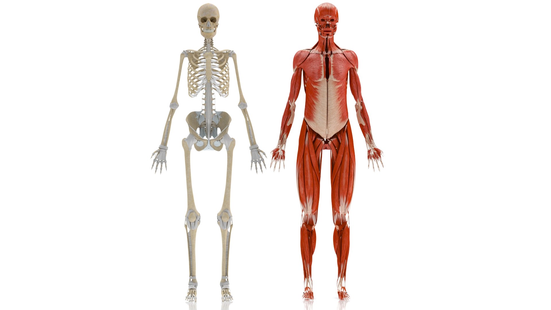 3D Human Musculoskeletal System model - TurboSquid 1848273