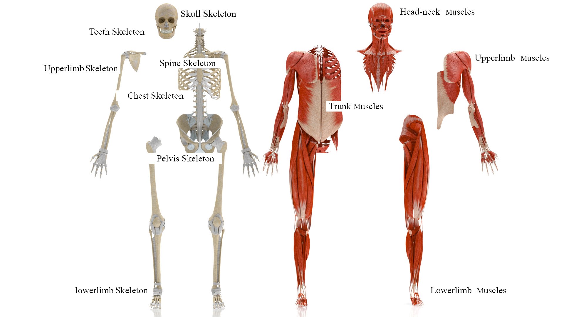 3D Human Musculoskeletal System model - TurboSquid 1848273