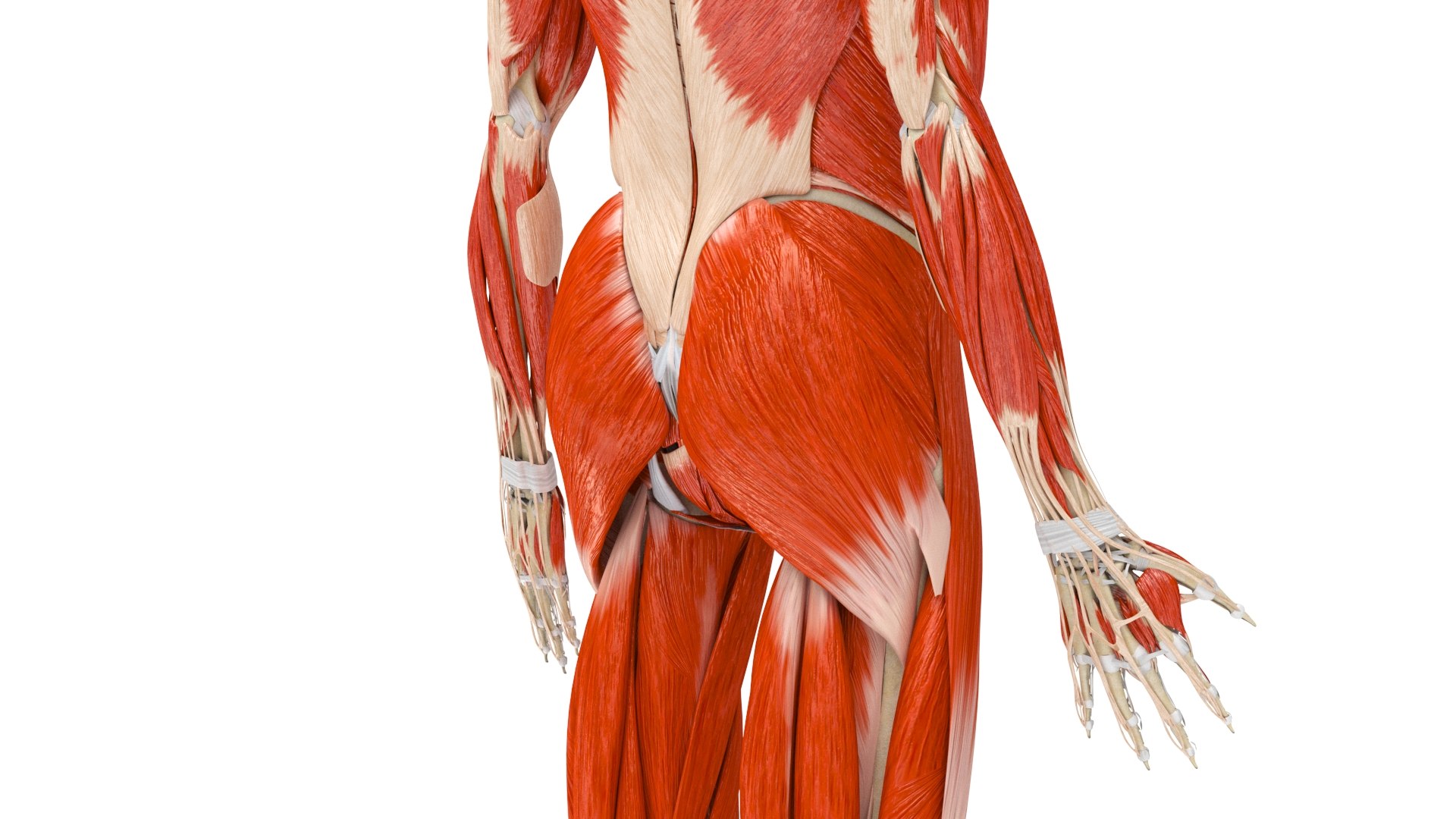 3D Human Musculoskeletal System model - TurboSquid 1848273