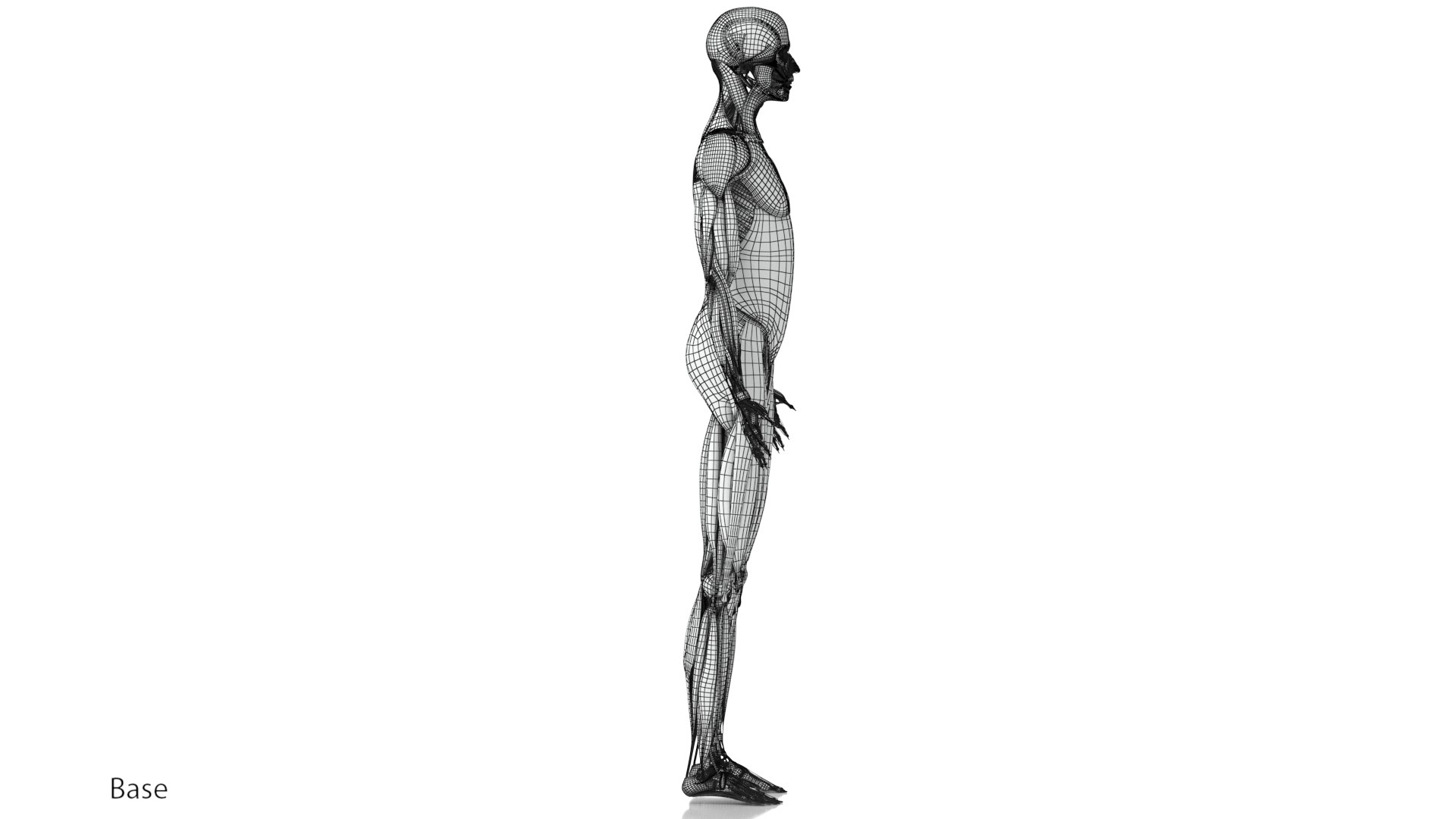 3D Human Musculoskeletal System model - TurboSquid 1848273