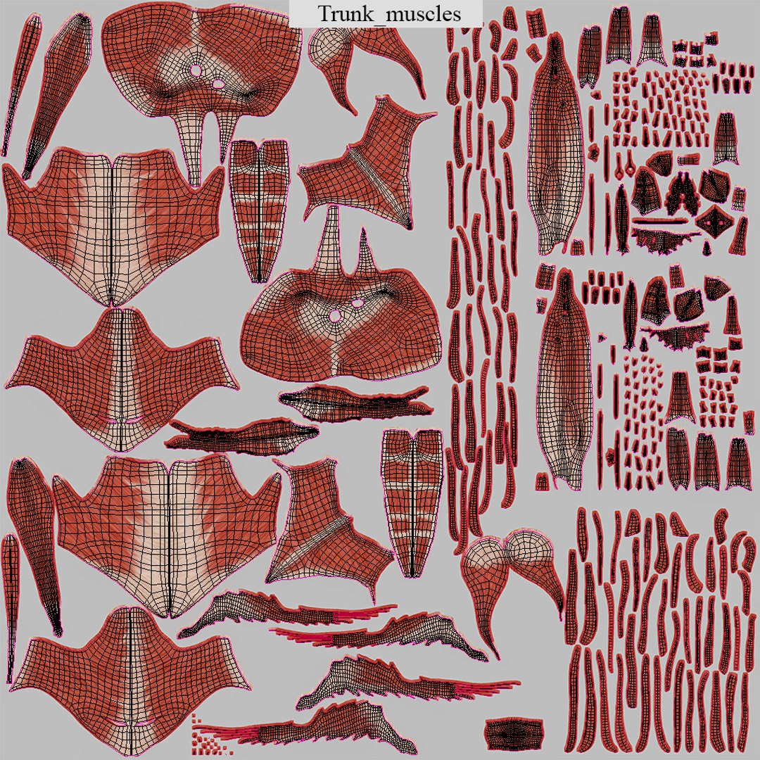 3D Human Musculoskeletal System model - TurboSquid 1848273