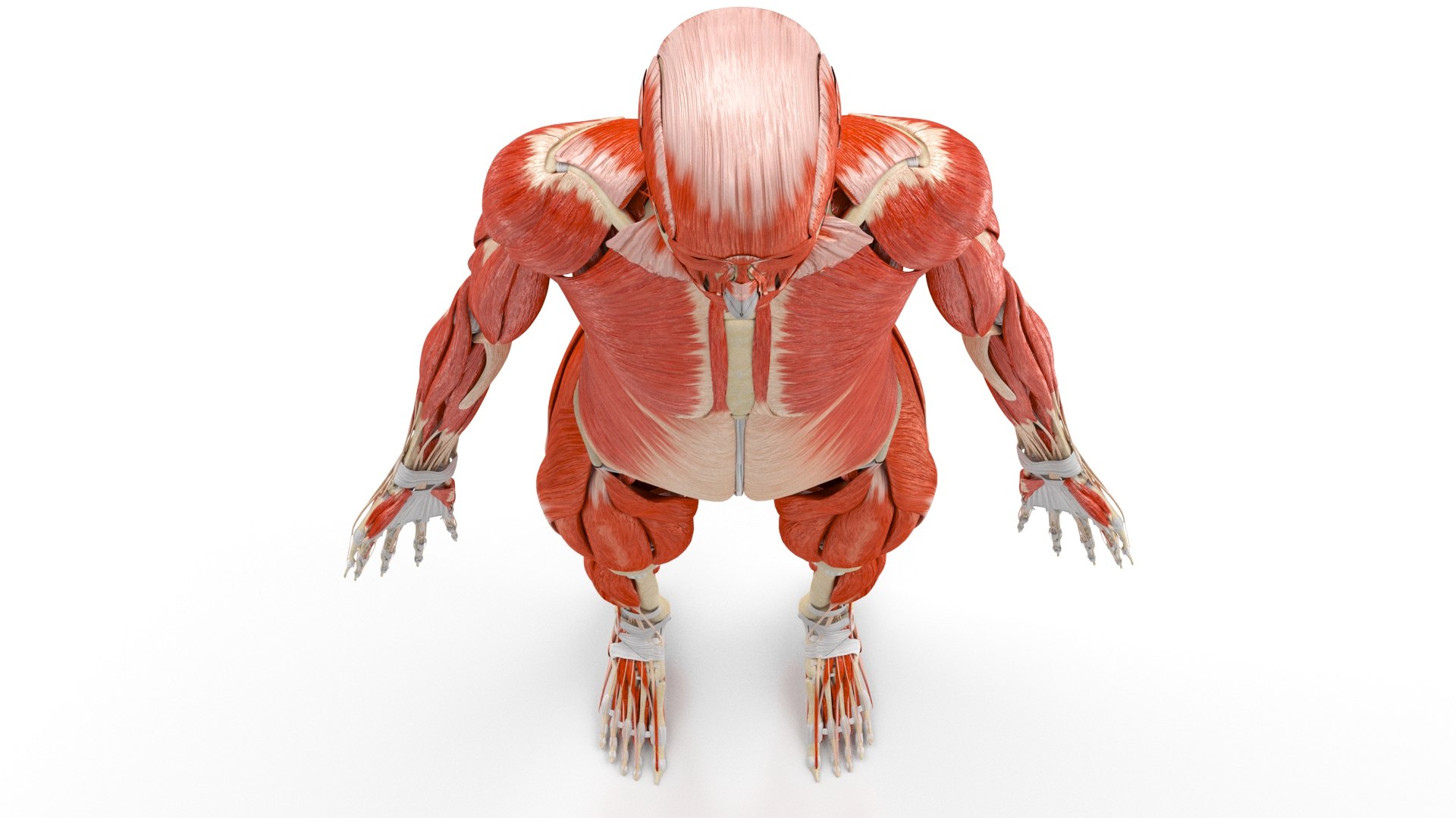 3D Human Musculoskeletal System model - TurboSquid 1848273
