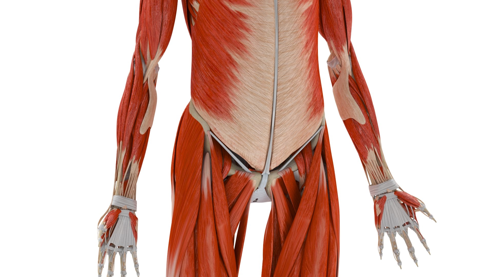 3D Human Musculoskeletal System model - TurboSquid 1848273