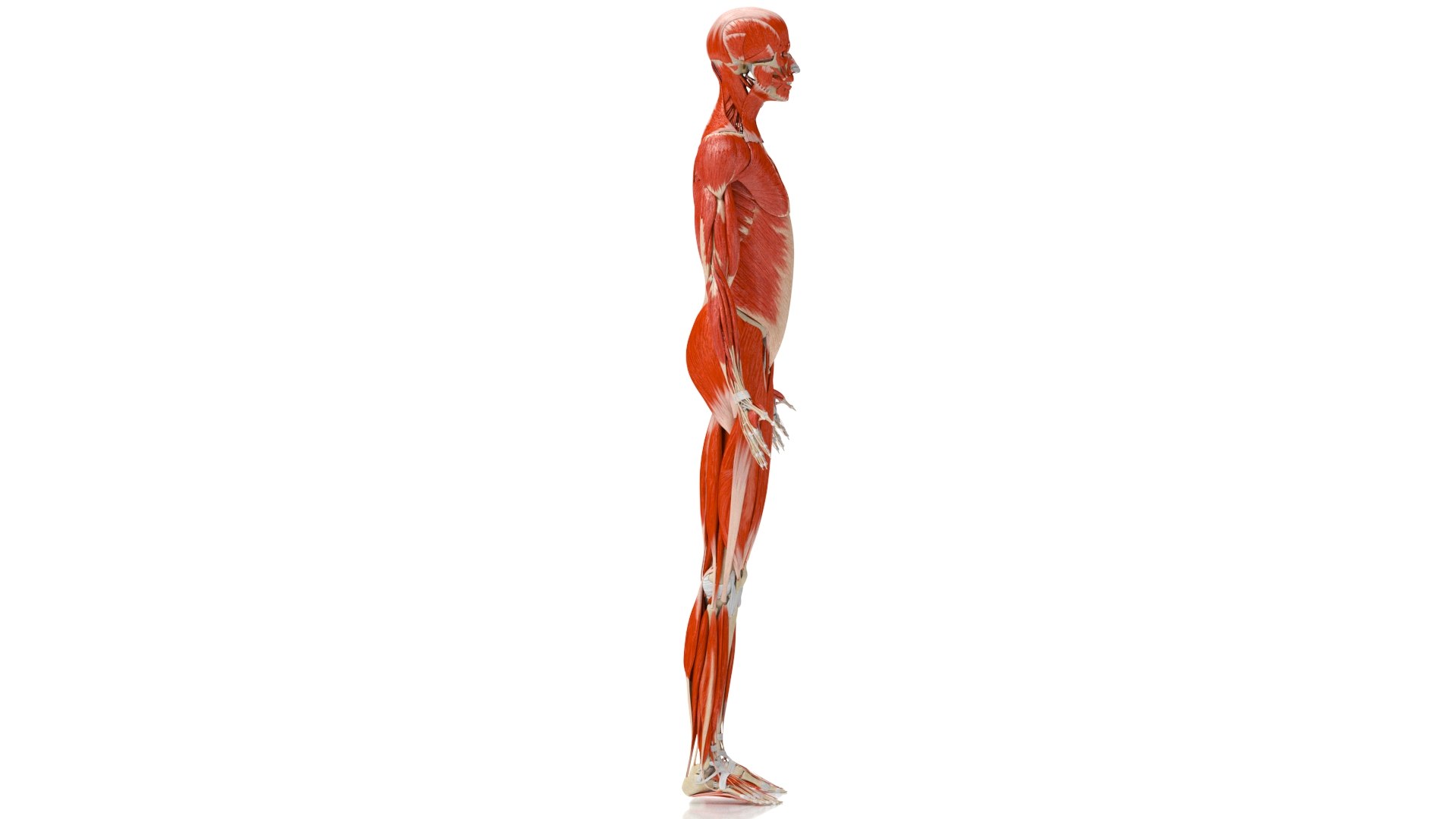 3D Human Musculoskeletal System model - TurboSquid 1848273