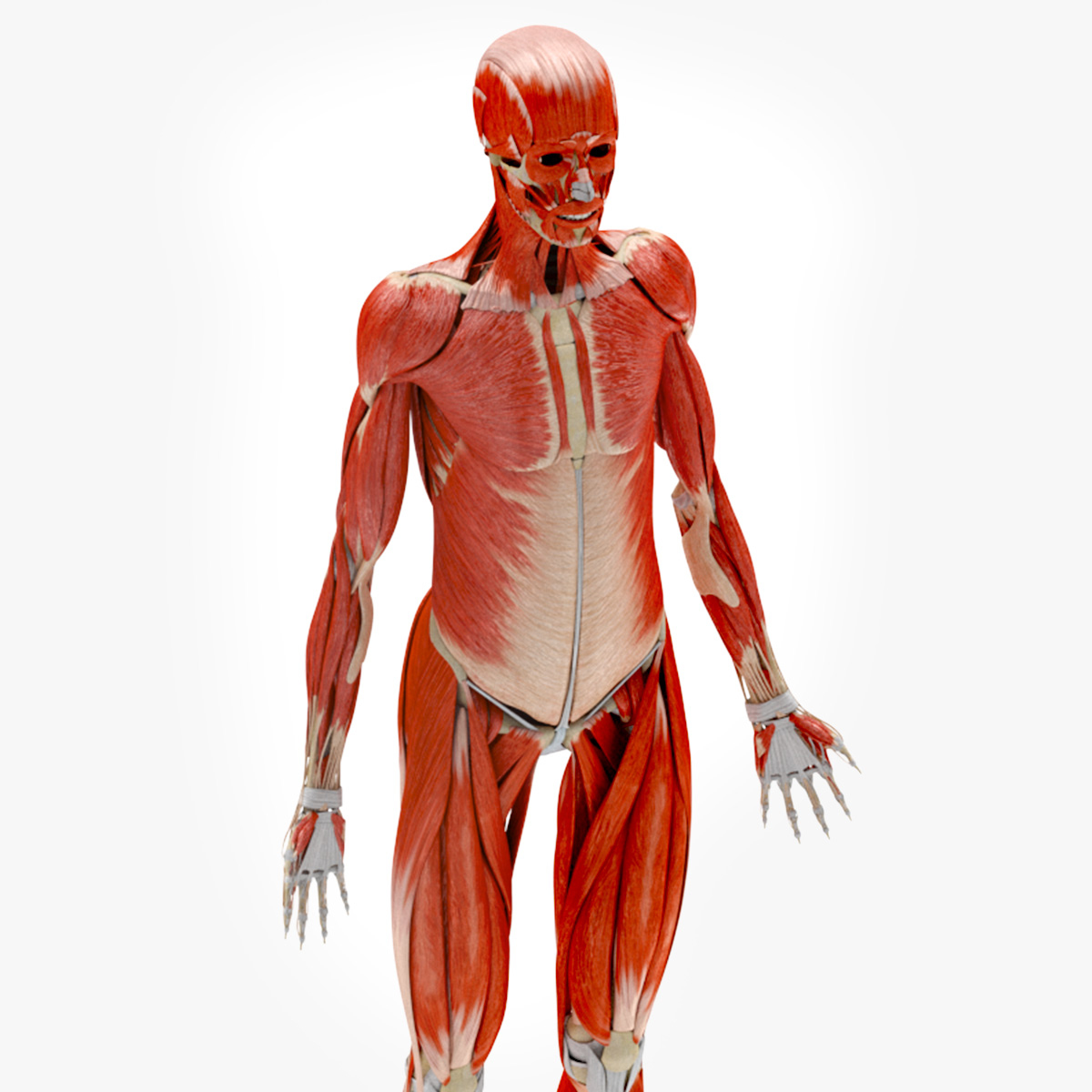 modelo 3d Sistema musculoesquelético humano - TurboSquid 1848273