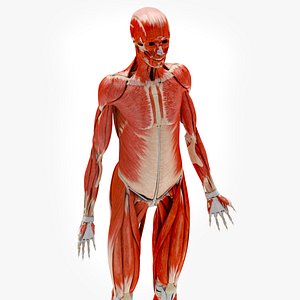 3D Animated Human Heart Anatomy With 2 Types Cross-section - TurboSquid ...
