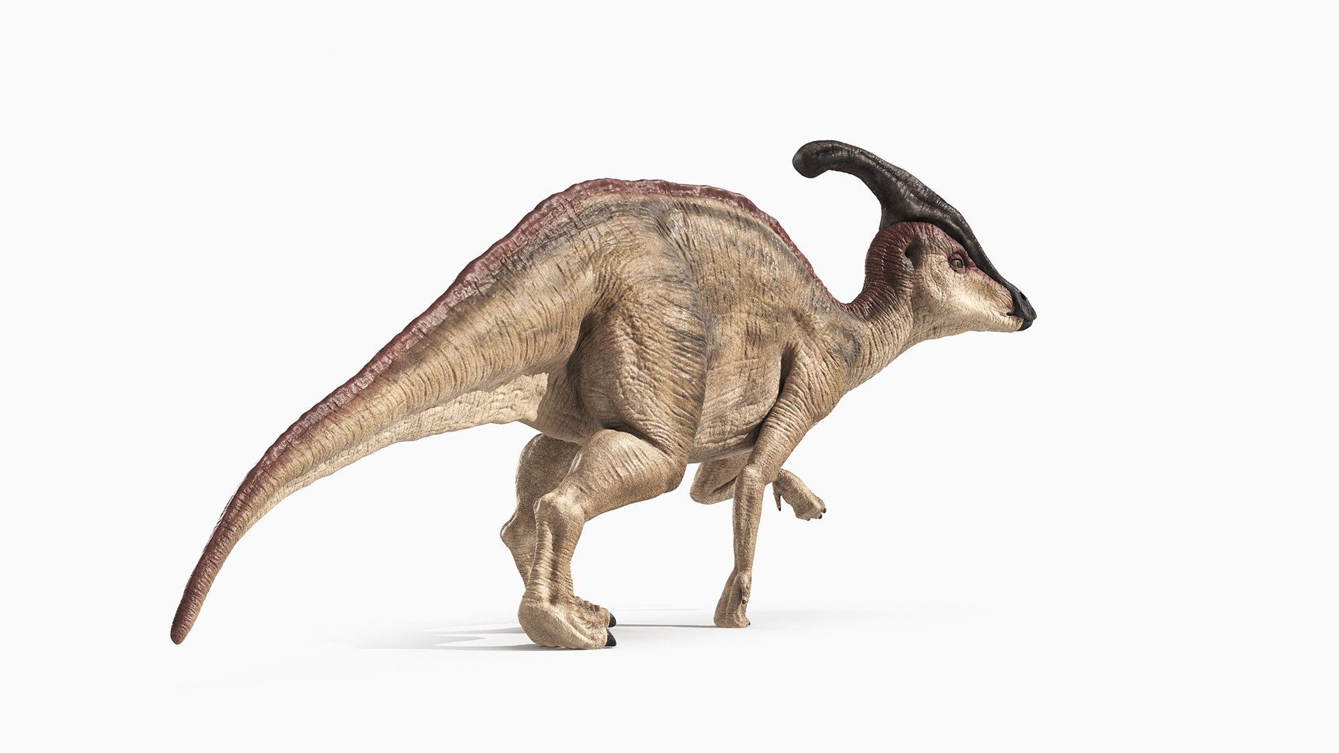 Parasaurolophus - Rigged and Animated 3D model - TurboSquid 1775631