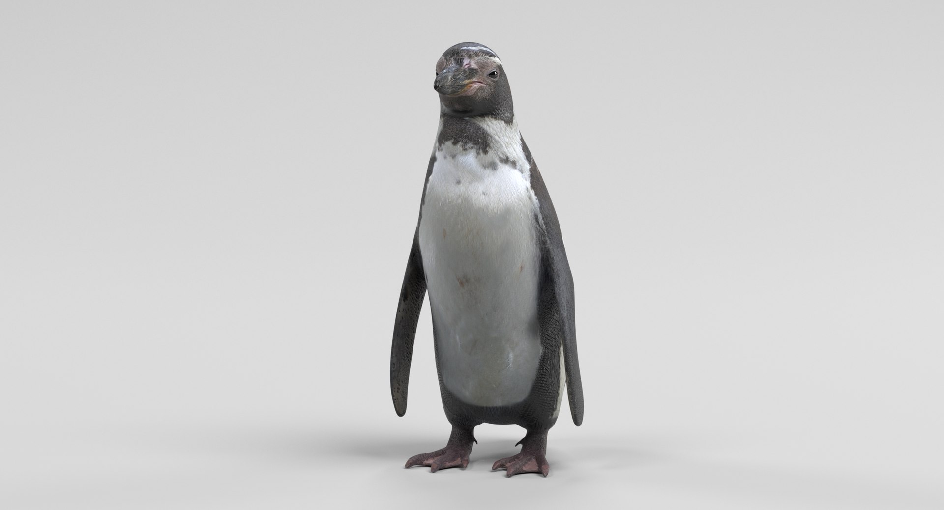 Humboldt Penguin Model - TurboSquid 1217478