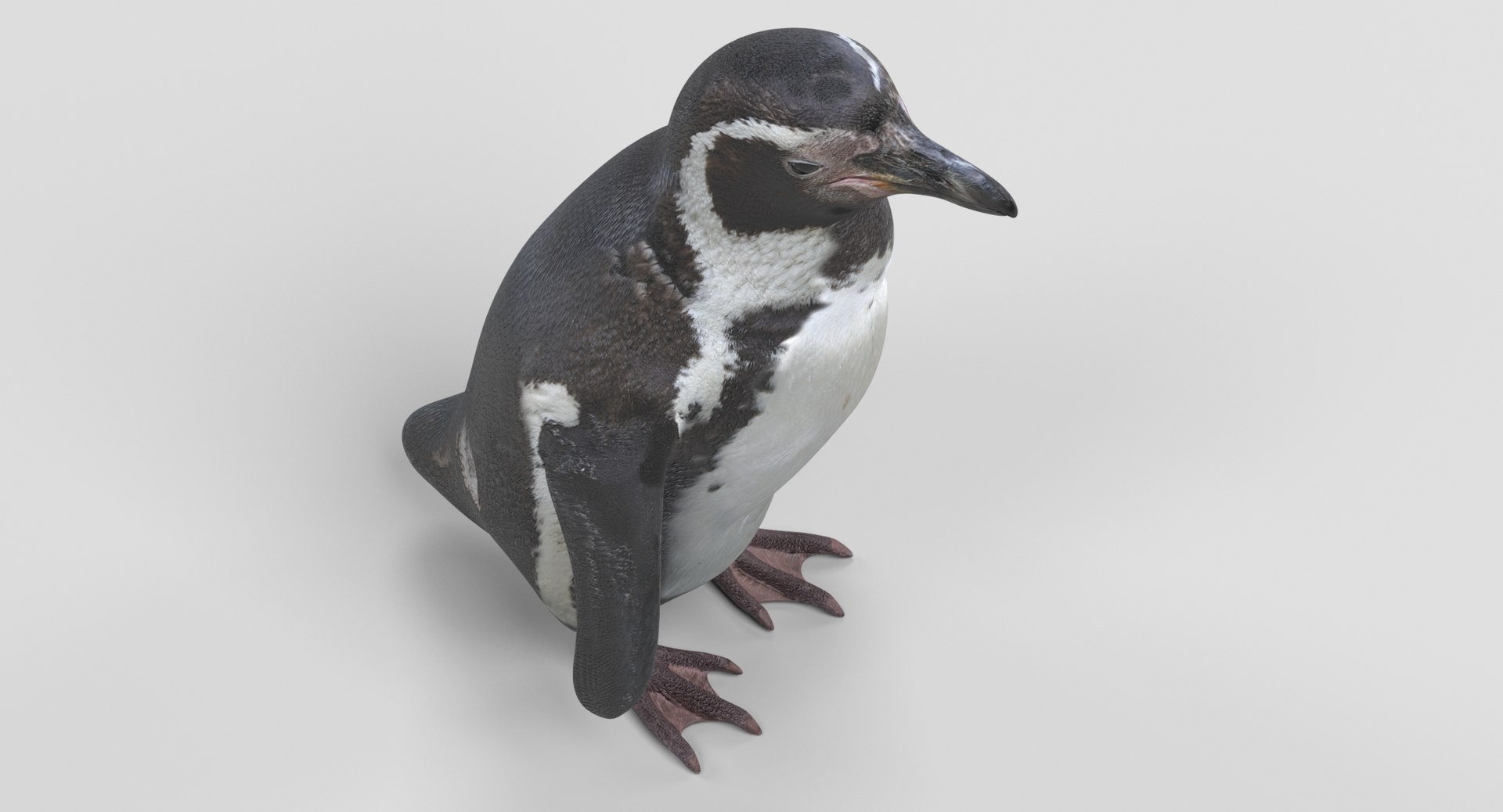 Humboldt Penguin Model - TurboSquid 1217478