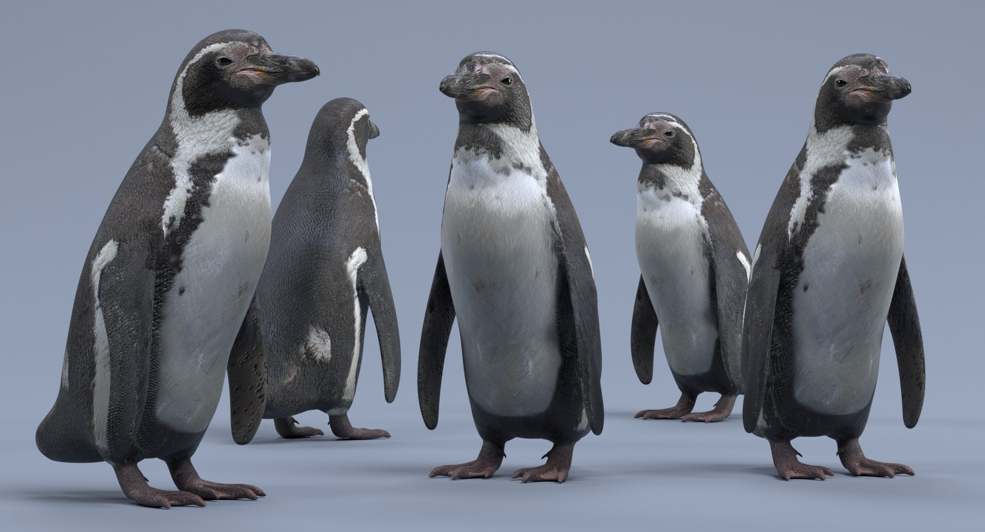 Humboldt Penguin Model - TurboSquid 1217478