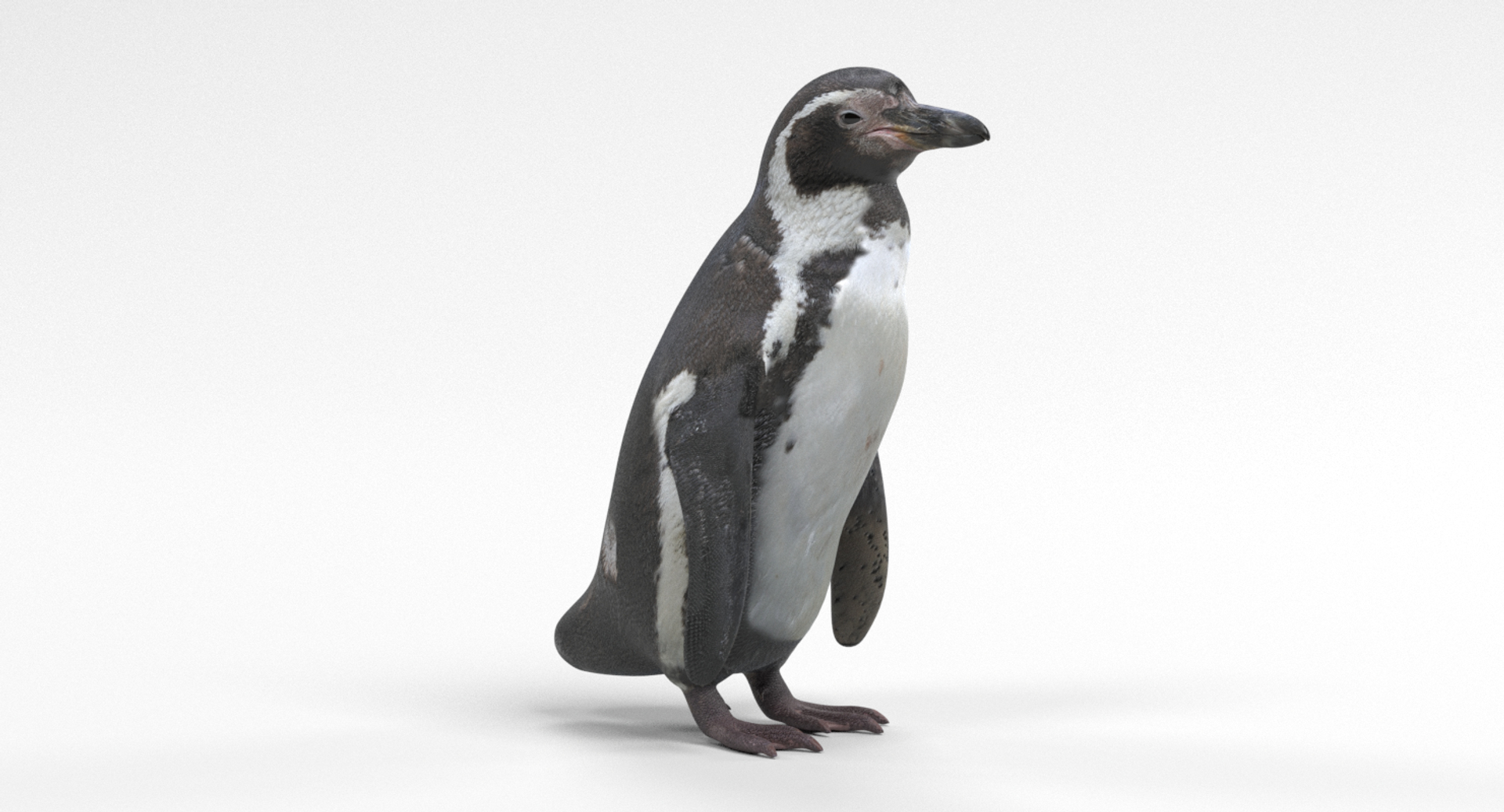 Humboldt Penguin Model - TurboSquid 1217478