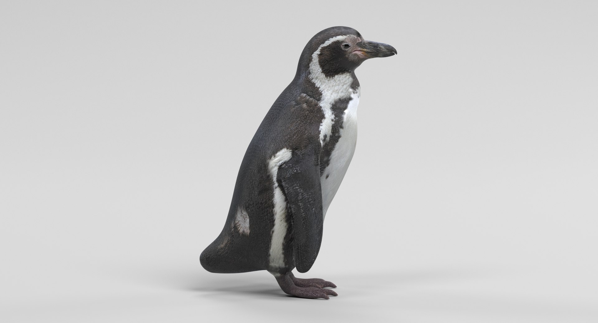 Humboldt Penguin Model - TurboSquid 1217478