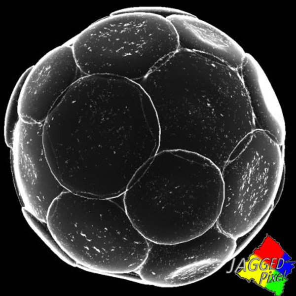 modelo 3d Chromist Calcidiscus - TurboSquid 370158