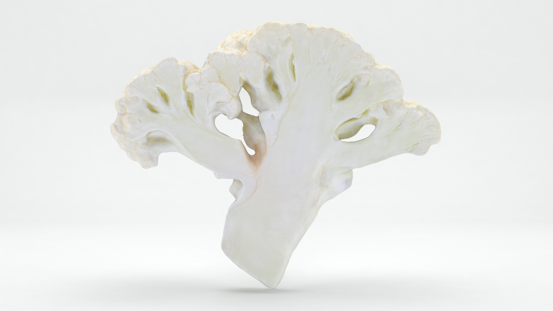 3D Cauliflower Slice - TurboSquid 1845142