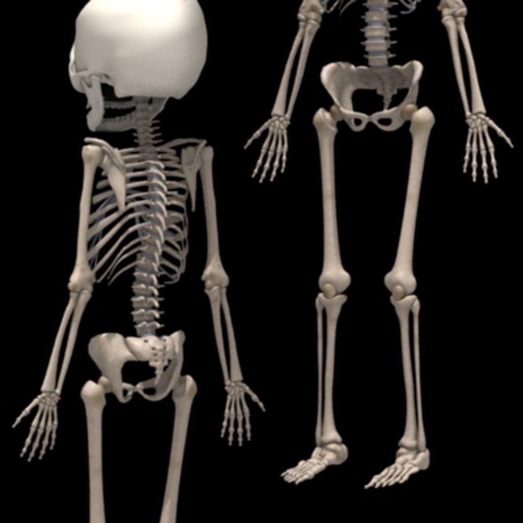 fetus adult skeleton 3d model