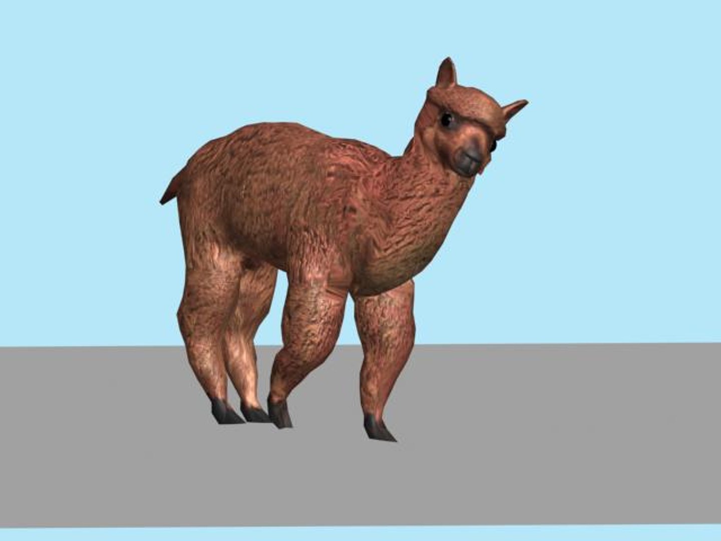 Alpaca Llama Sheep 3d Model