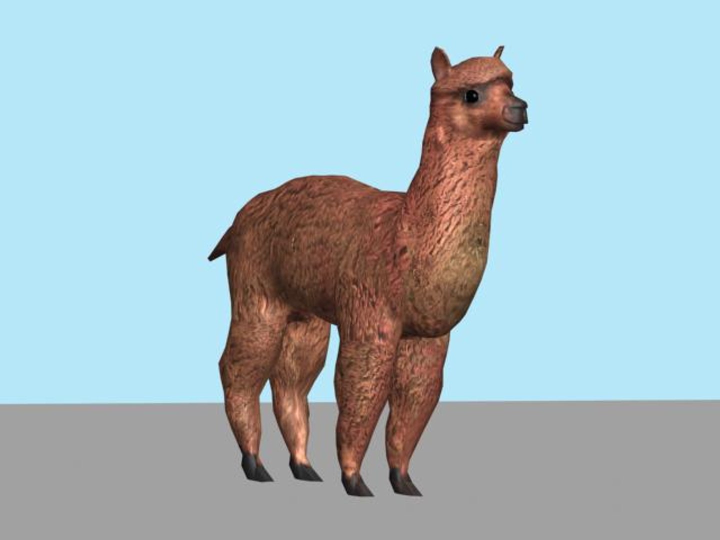 Alpaca Llama Sheep 3d Model