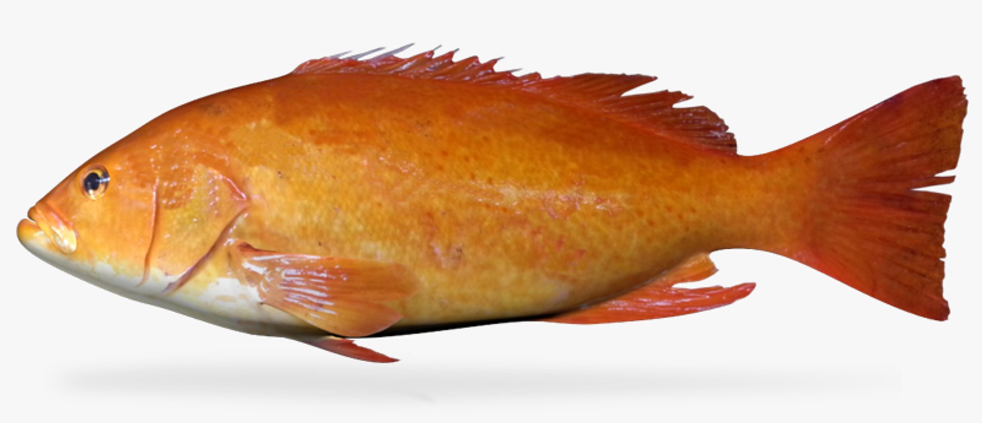 leopard grouper 3d model