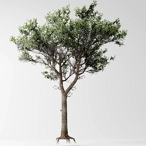 3D model oak tree - TurboSquid 1426536