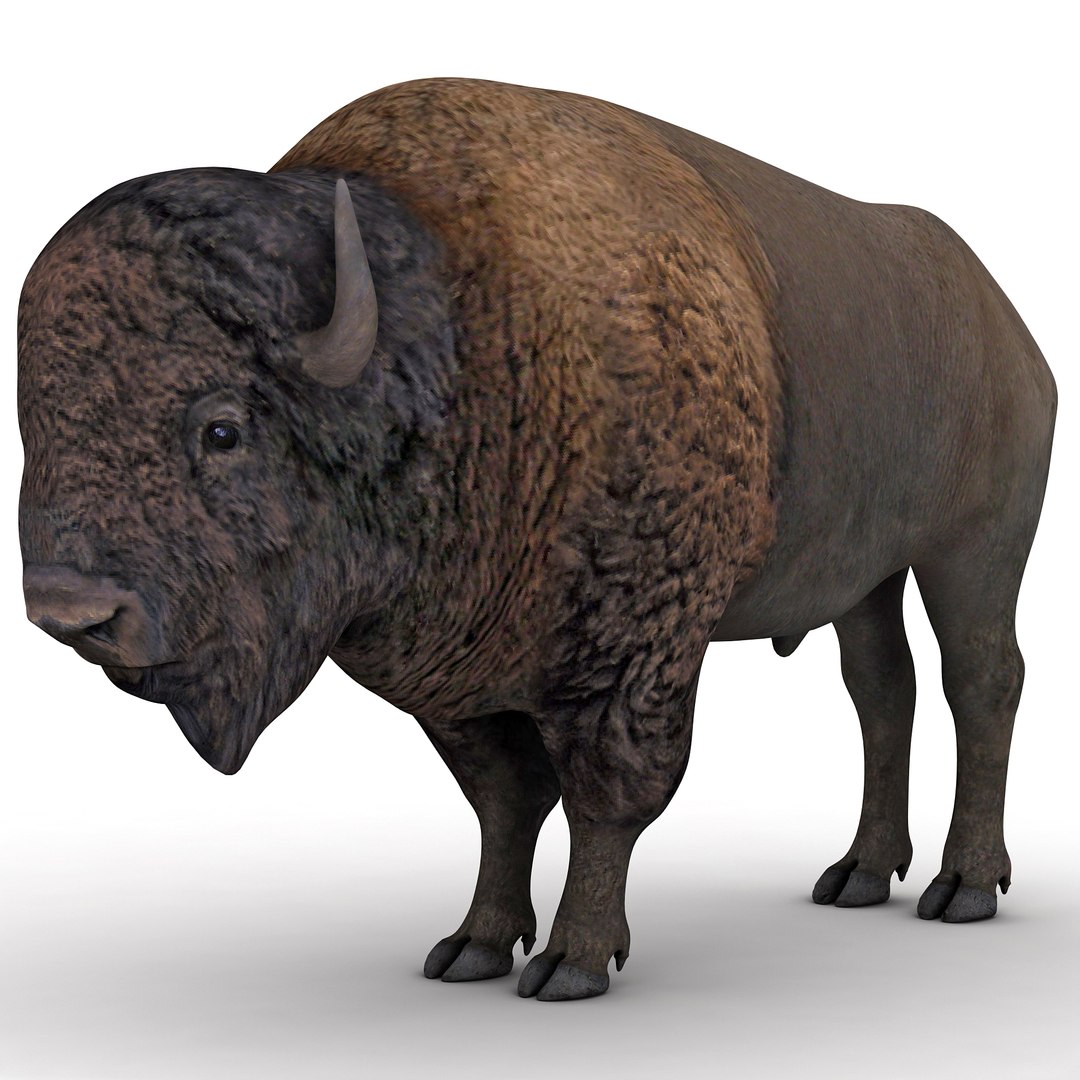 3d bison animal