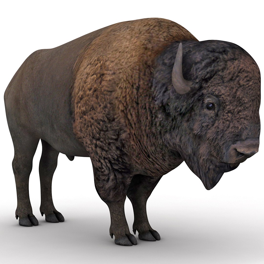 3d bison animal