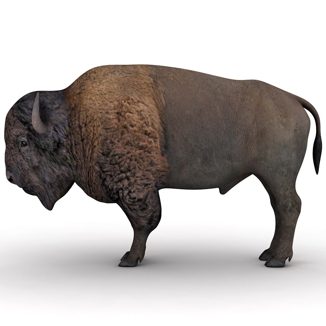 3d bison animal