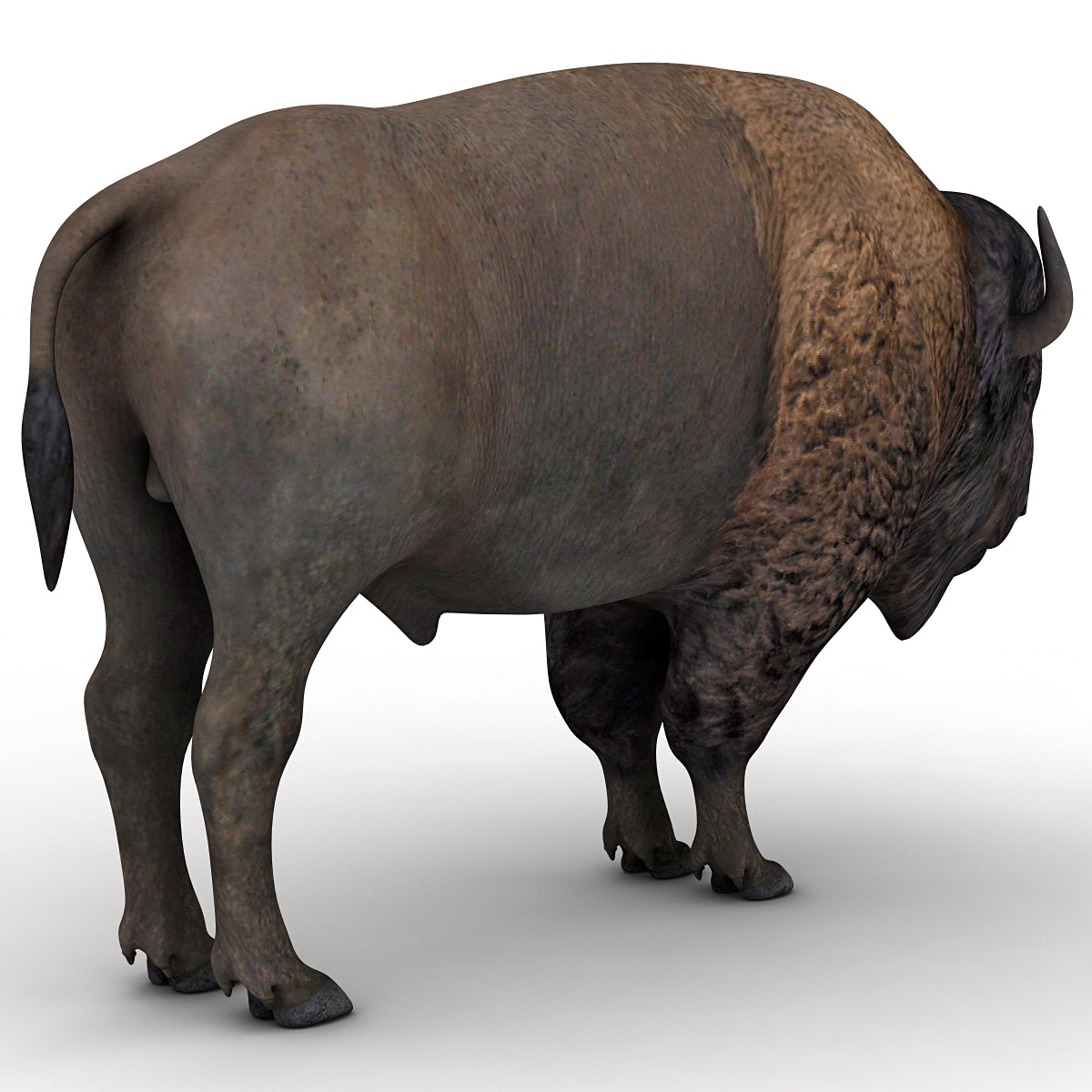 3d bison animal