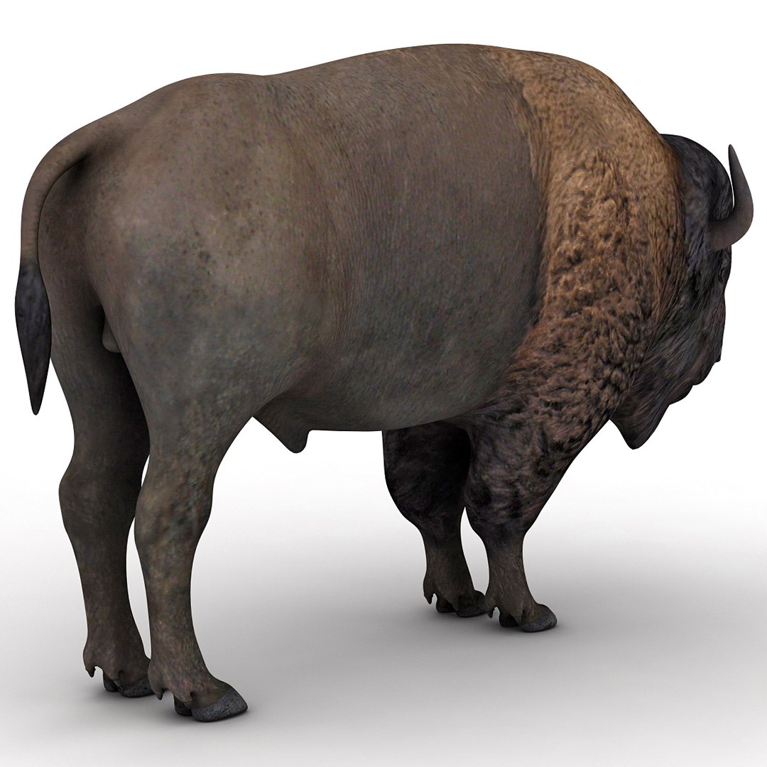 3d bison animal