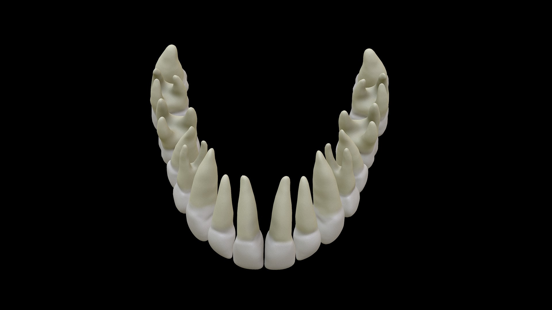 Realistic Human Teeth Low And High Poly 3D Model - TurboSquid 2313672