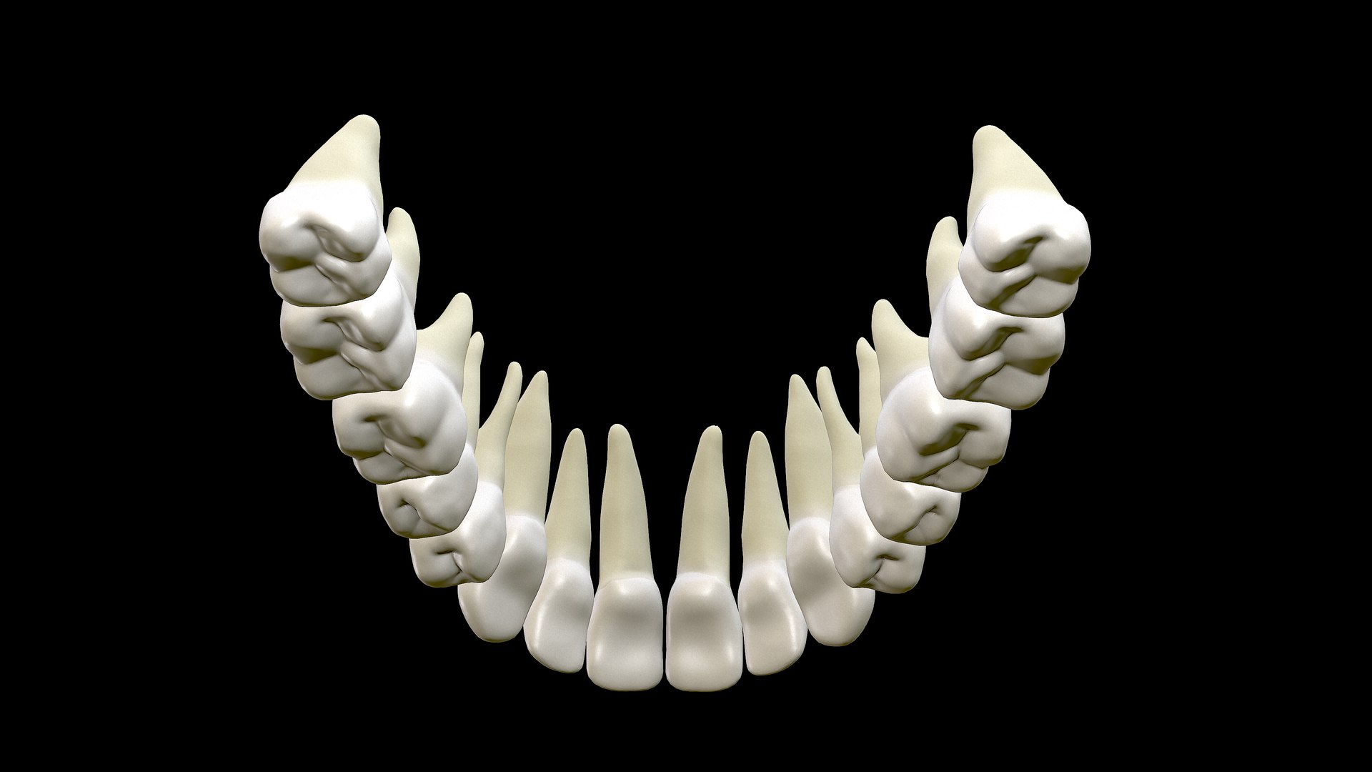 Realistic Human Teeth Low And High Poly 3D Model - TurboSquid 2313672