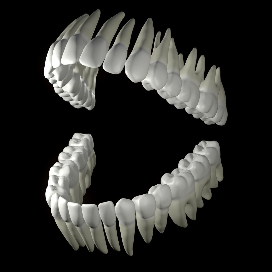 Realistic Human Teeth Low And High Poly 3D Model - TurboSquid 2313672