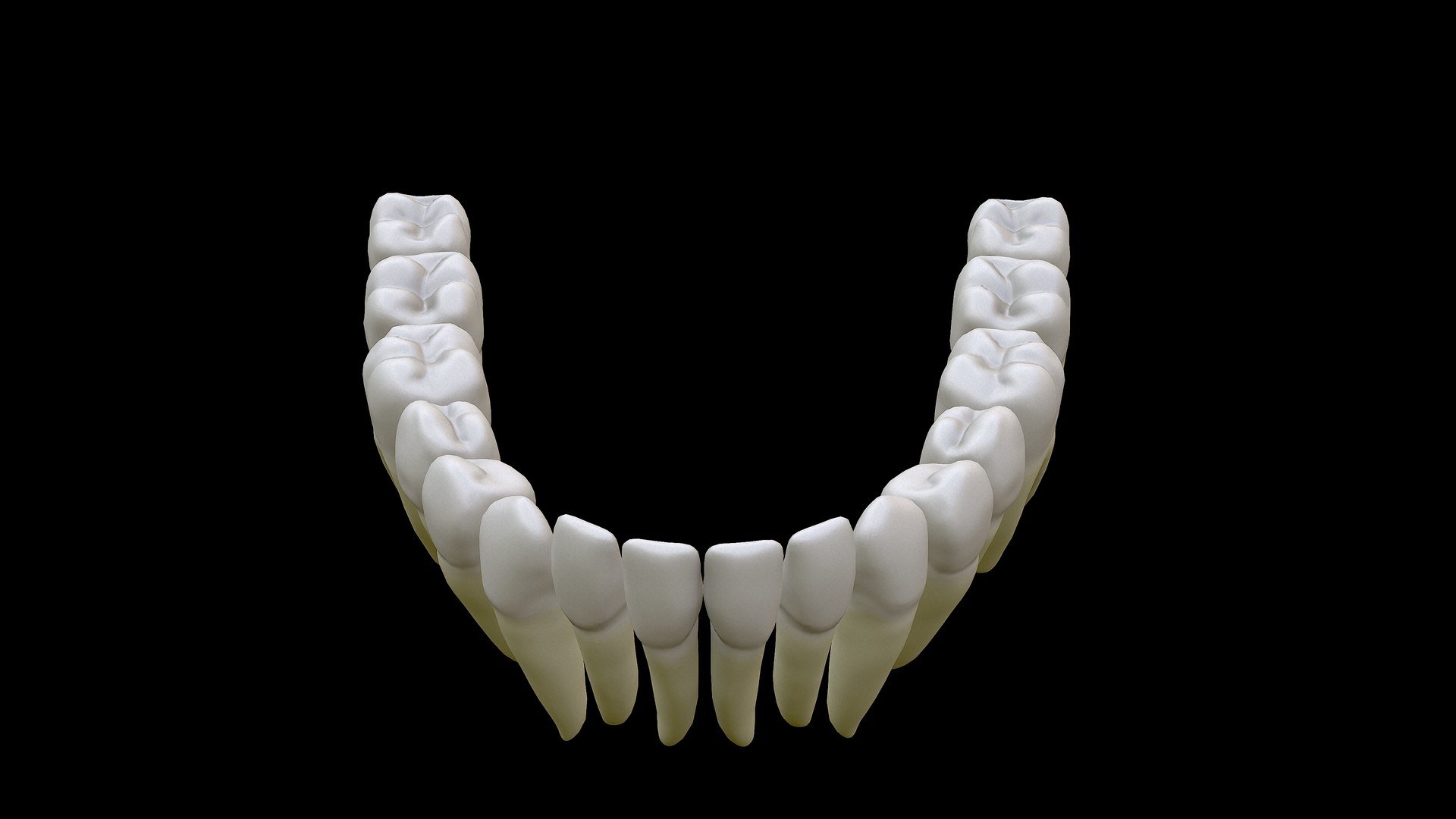 Realistic Human Teeth Low And High Poly 3D Model - TurboSquid 2313672