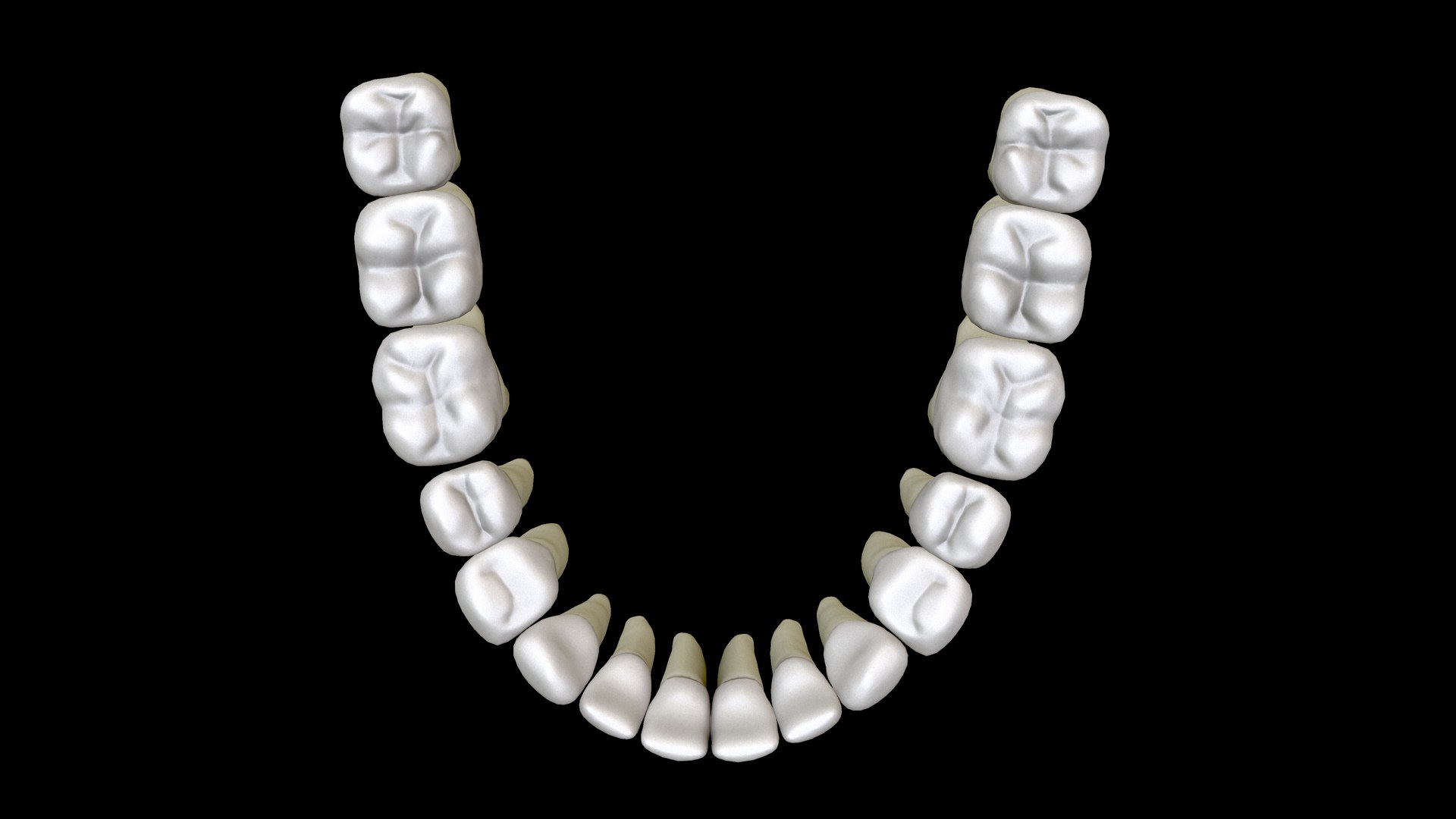 Realistic Human Teeth Low And High Poly 3D Model - TurboSquid 2313672