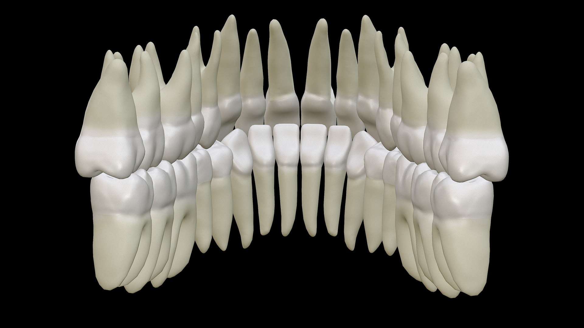 Realistic Human Teeth Low And High Poly 3D Model - TurboSquid 2313672