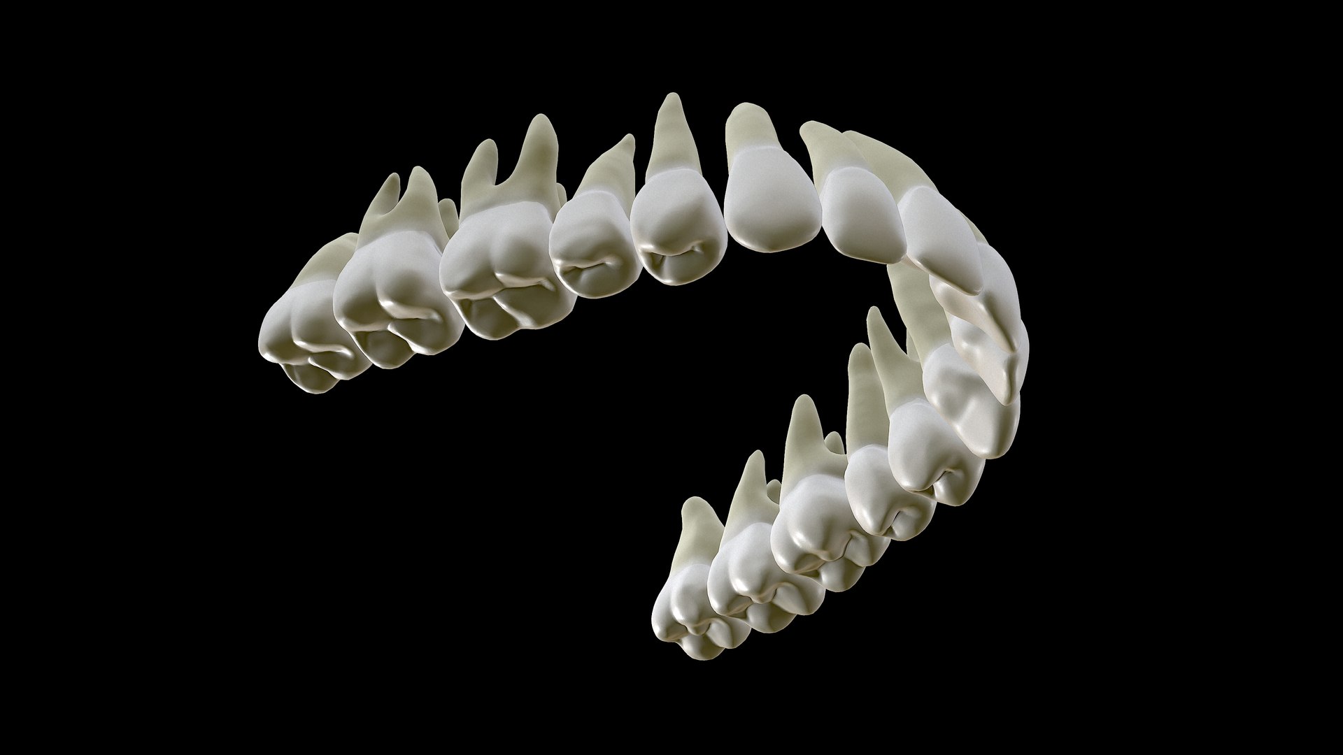 Realistic Human Teeth Low And High Poly 3D Model - TurboSquid 2313672