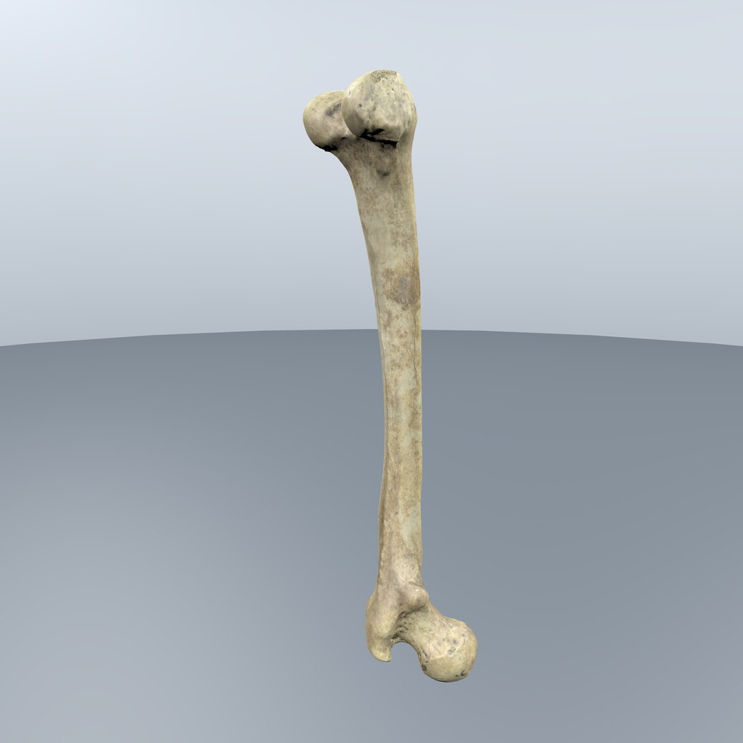 Scan Femur Real 3d Model