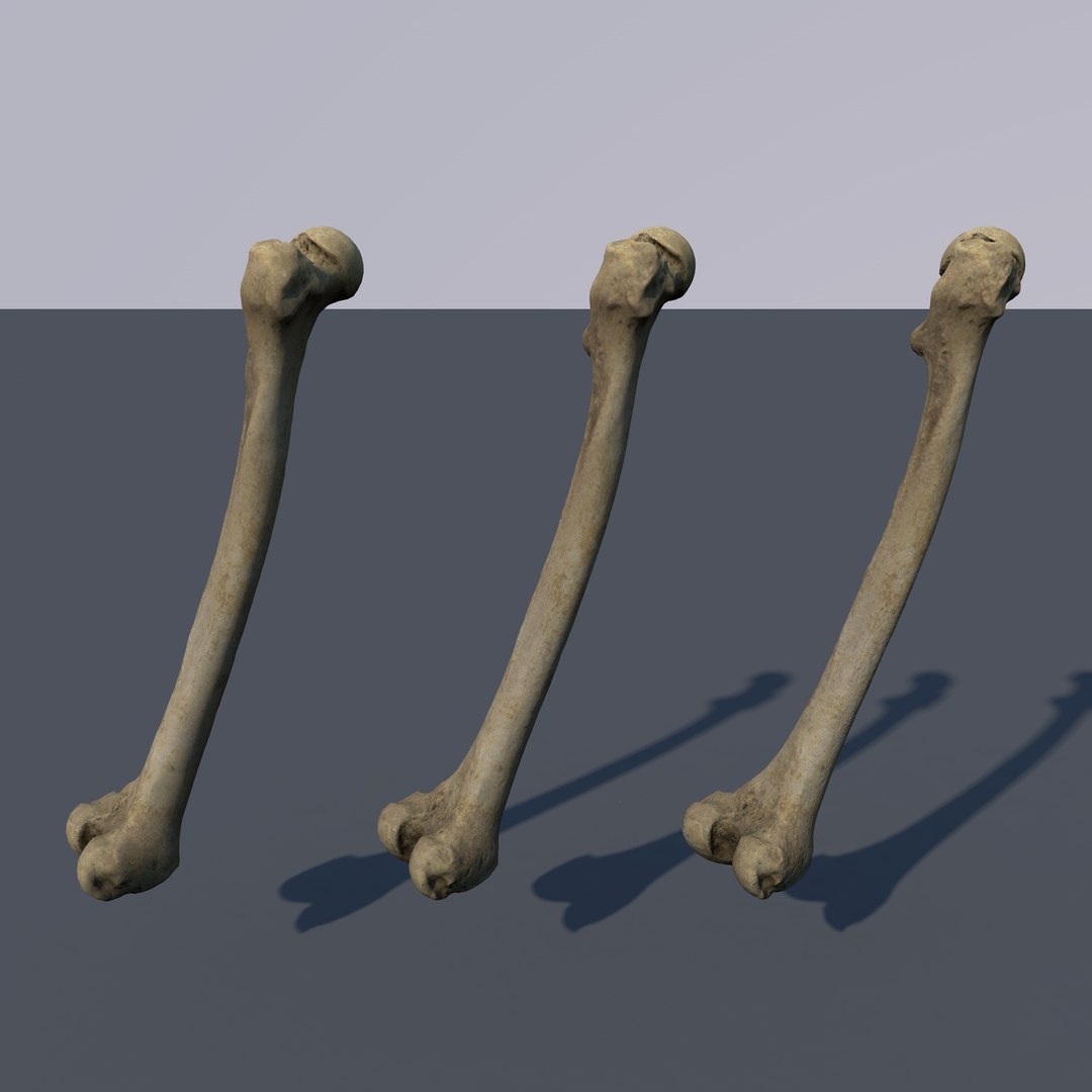 Scan Femur Real 3d Model