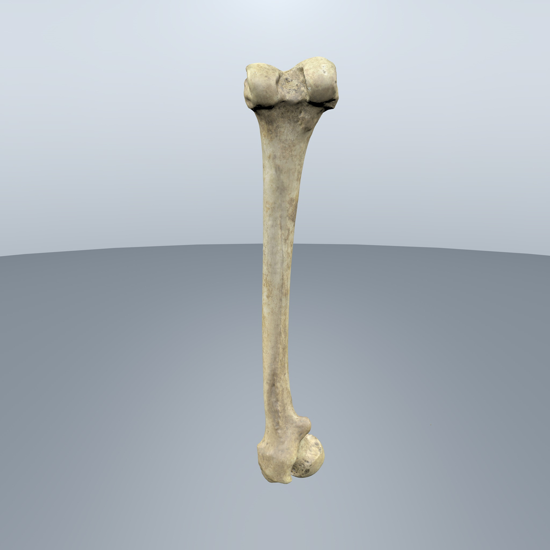 Scan Femur Real 3d Model