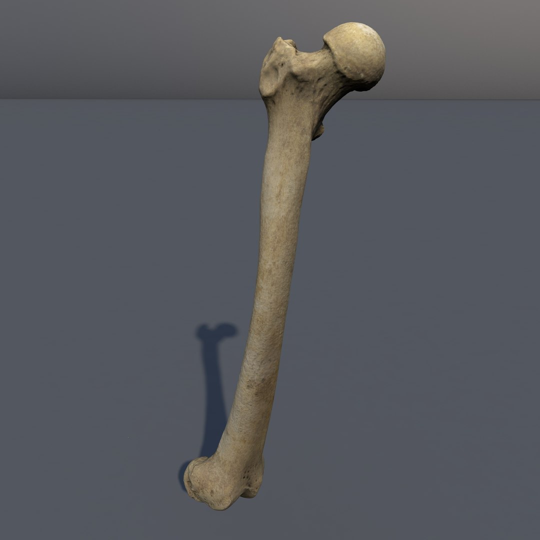 Scan Femur Real 3d Model