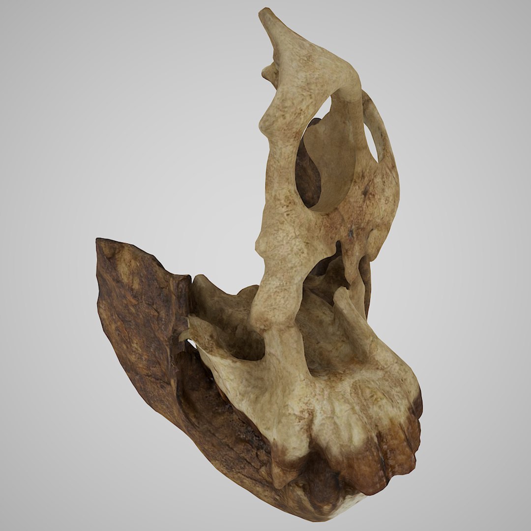 3D Model Human Skulls Sivapithecus - TurboSquid 1329775