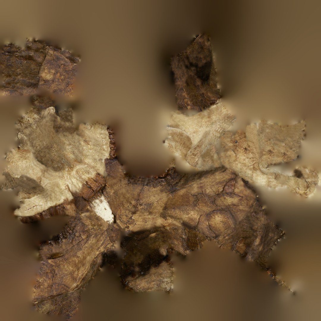 3D Model Human Skulls Sivapithecus - TurboSquid 1329775