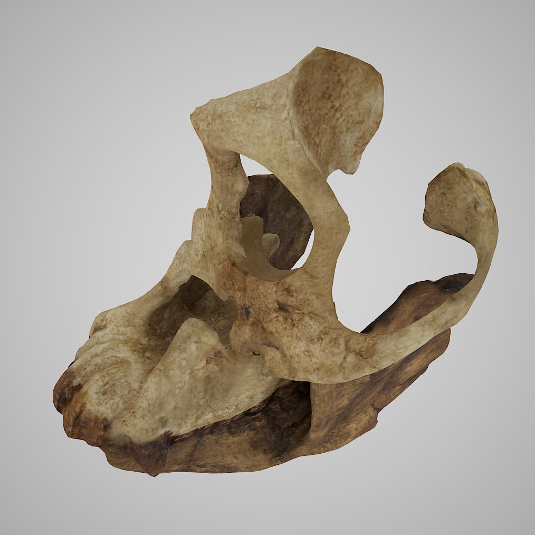 3D Model Human Skulls Sivapithecus - TurboSquid 1329775