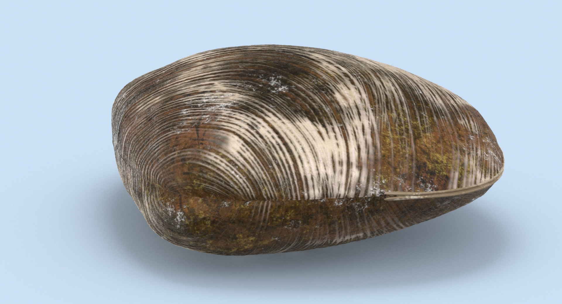 3D Clam---clam-01 - TurboSquid 1155429