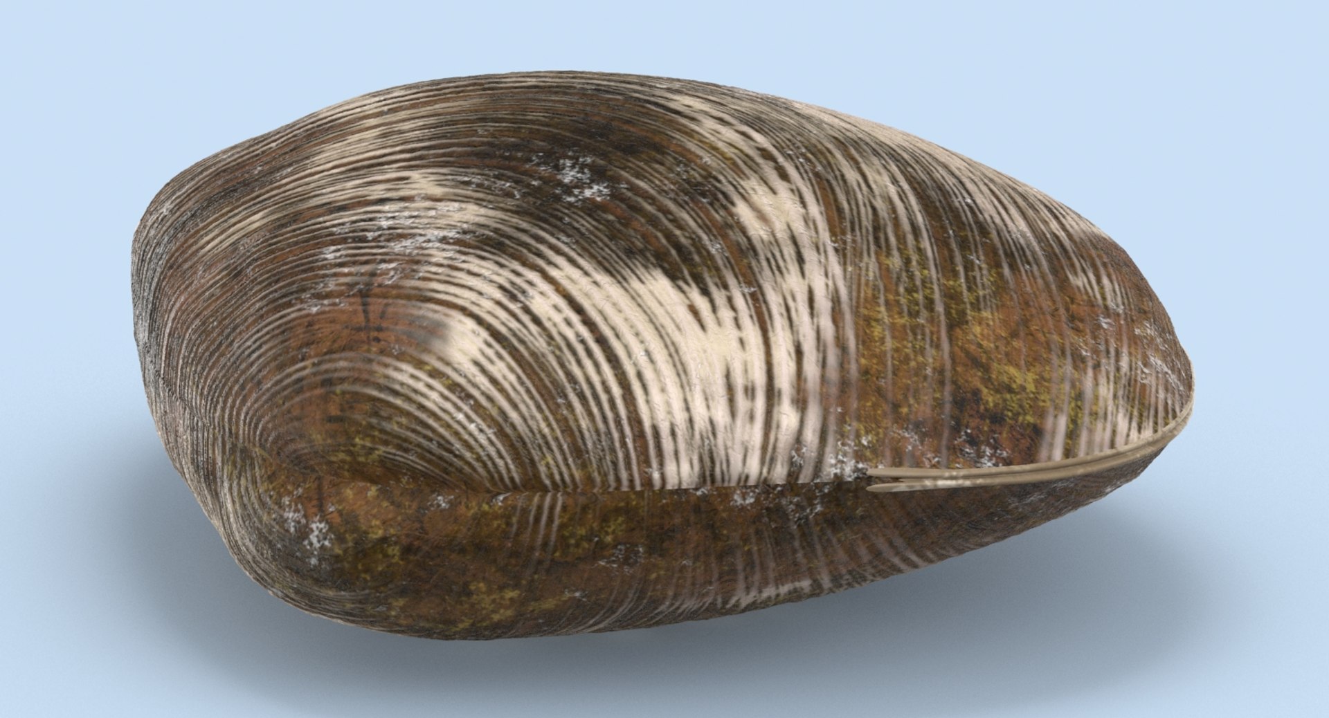3D Clam---clam-01 - TurboSquid 1155429