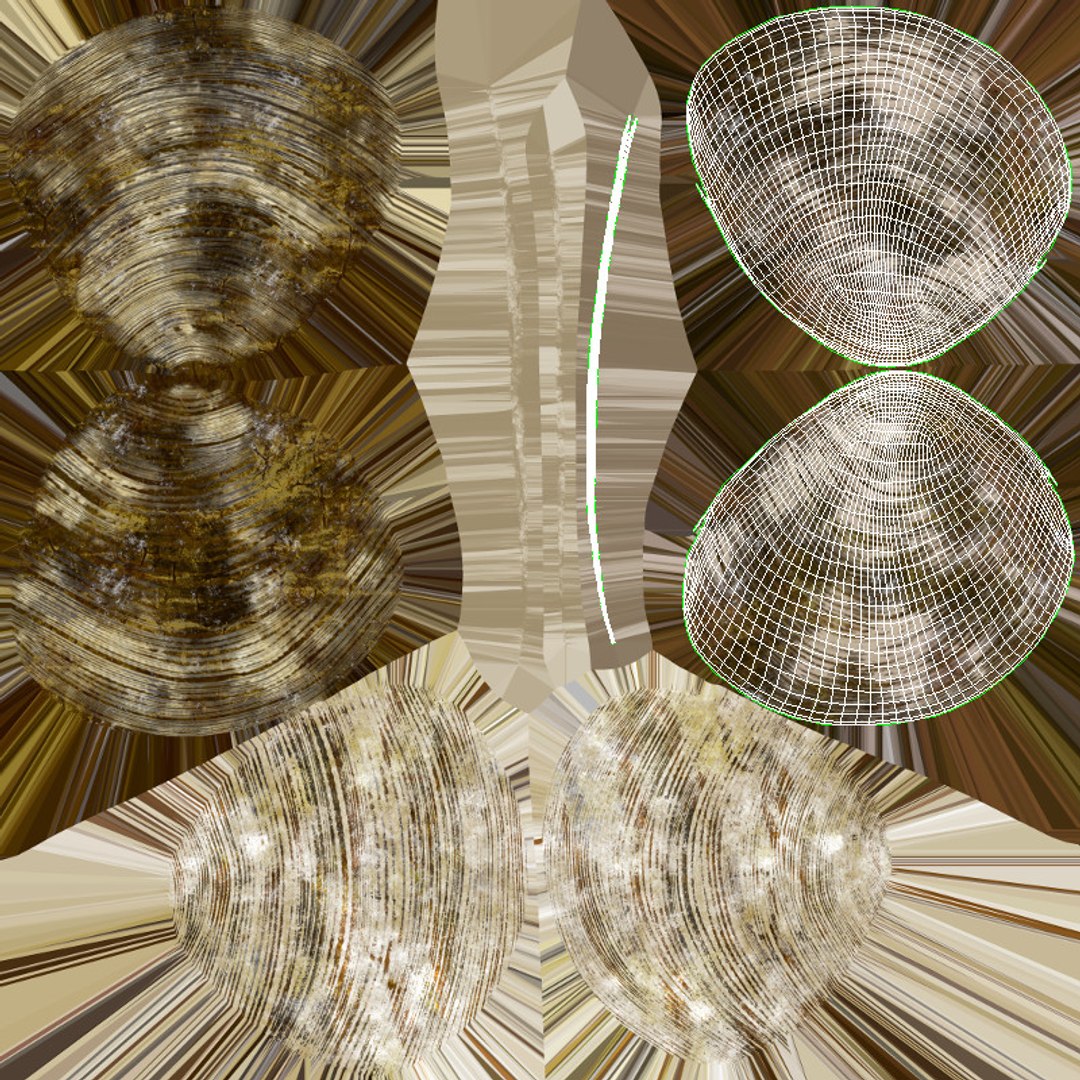 3D Clam---clam-01 - TurboSquid 1155429