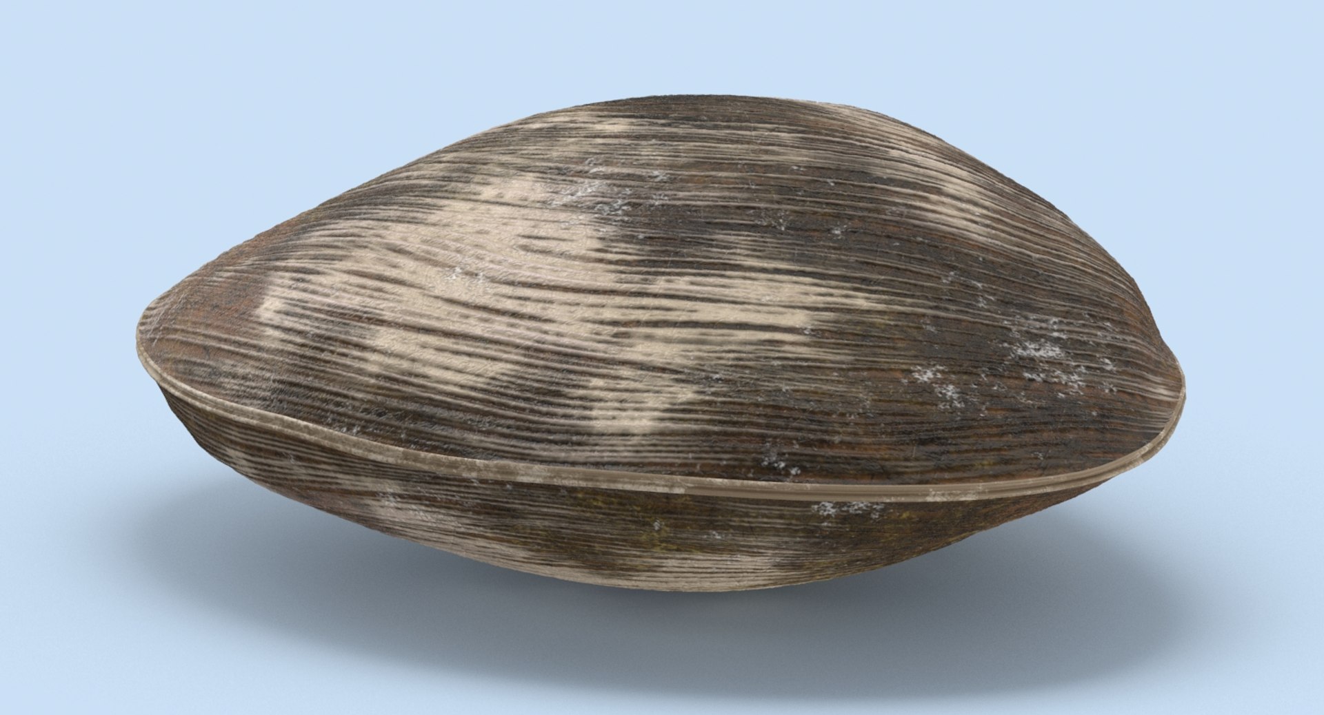 3D Clam---clam-01 - TurboSquid 1155429
