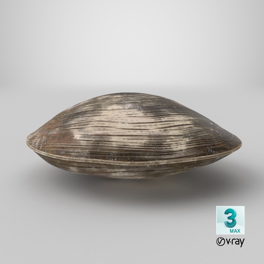 3D Clam---clam-01 - TurboSquid 1155429