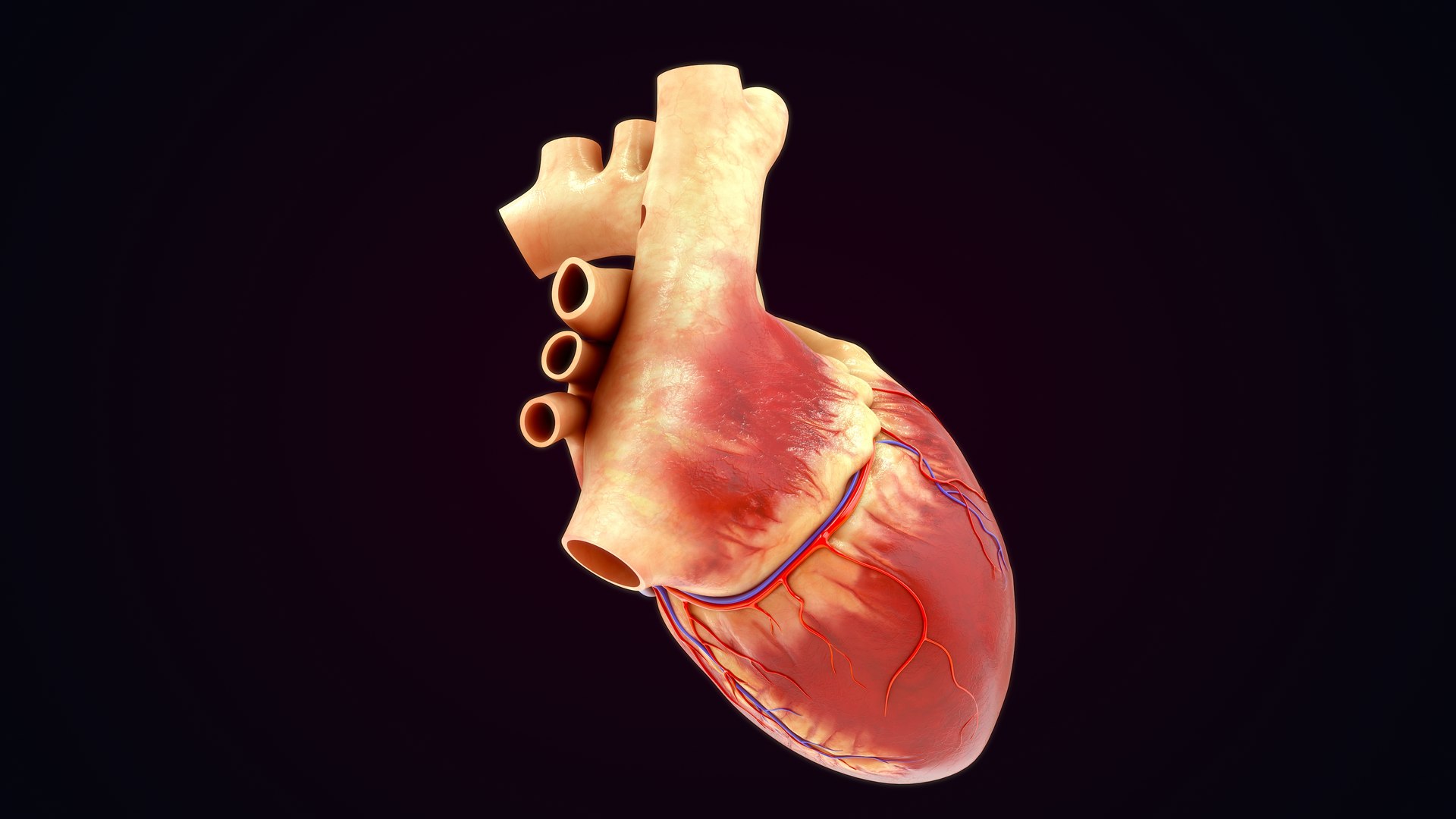 3D Human Natural Body With Heart - TurboSquid 1891107