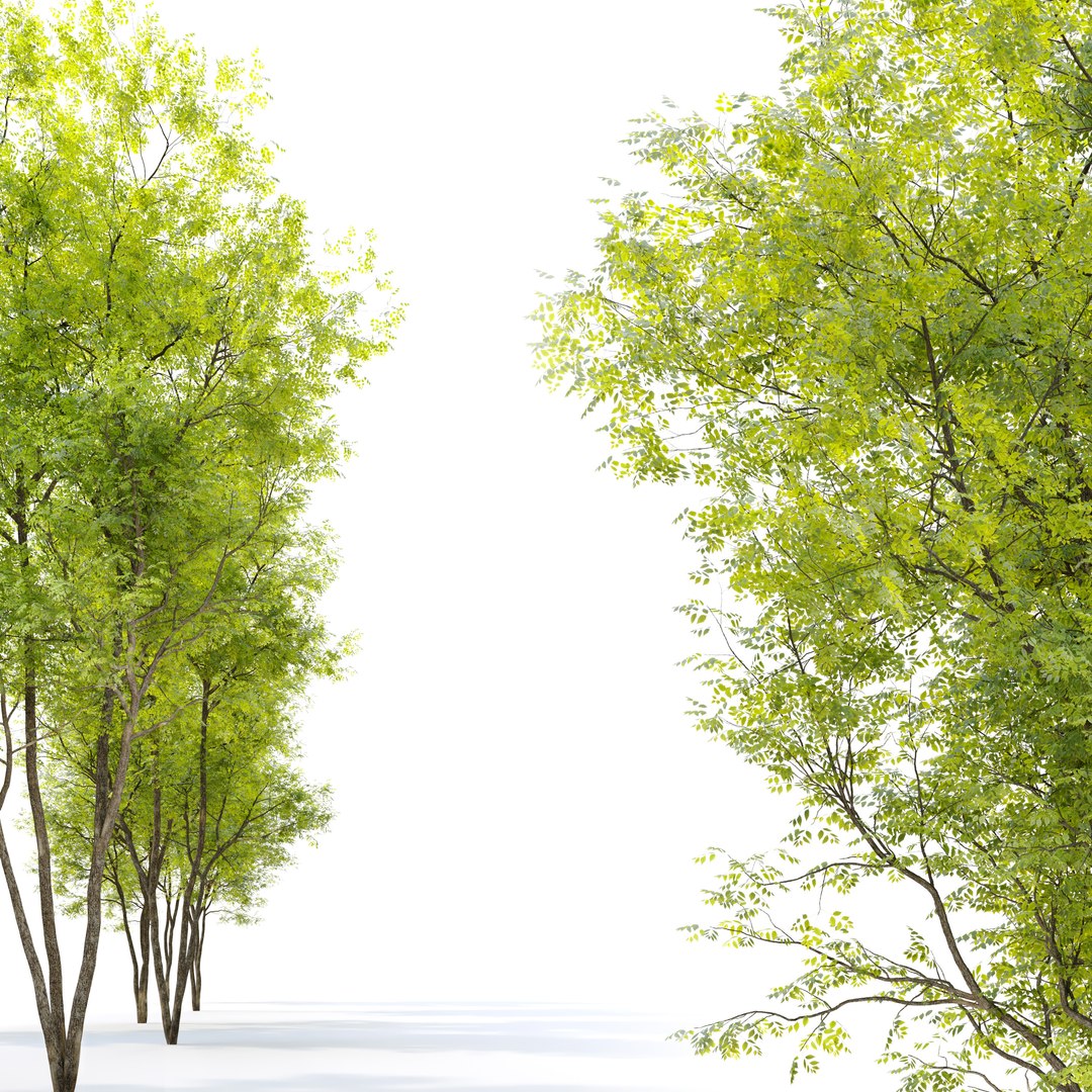 Summit Green Ash 3D Model - TurboSquid 1956950