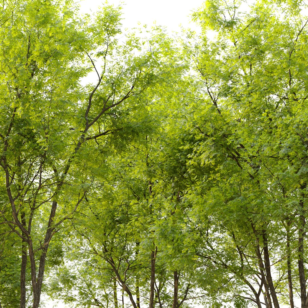 Summit Green Ash 3D Model - TurboSquid 1956950